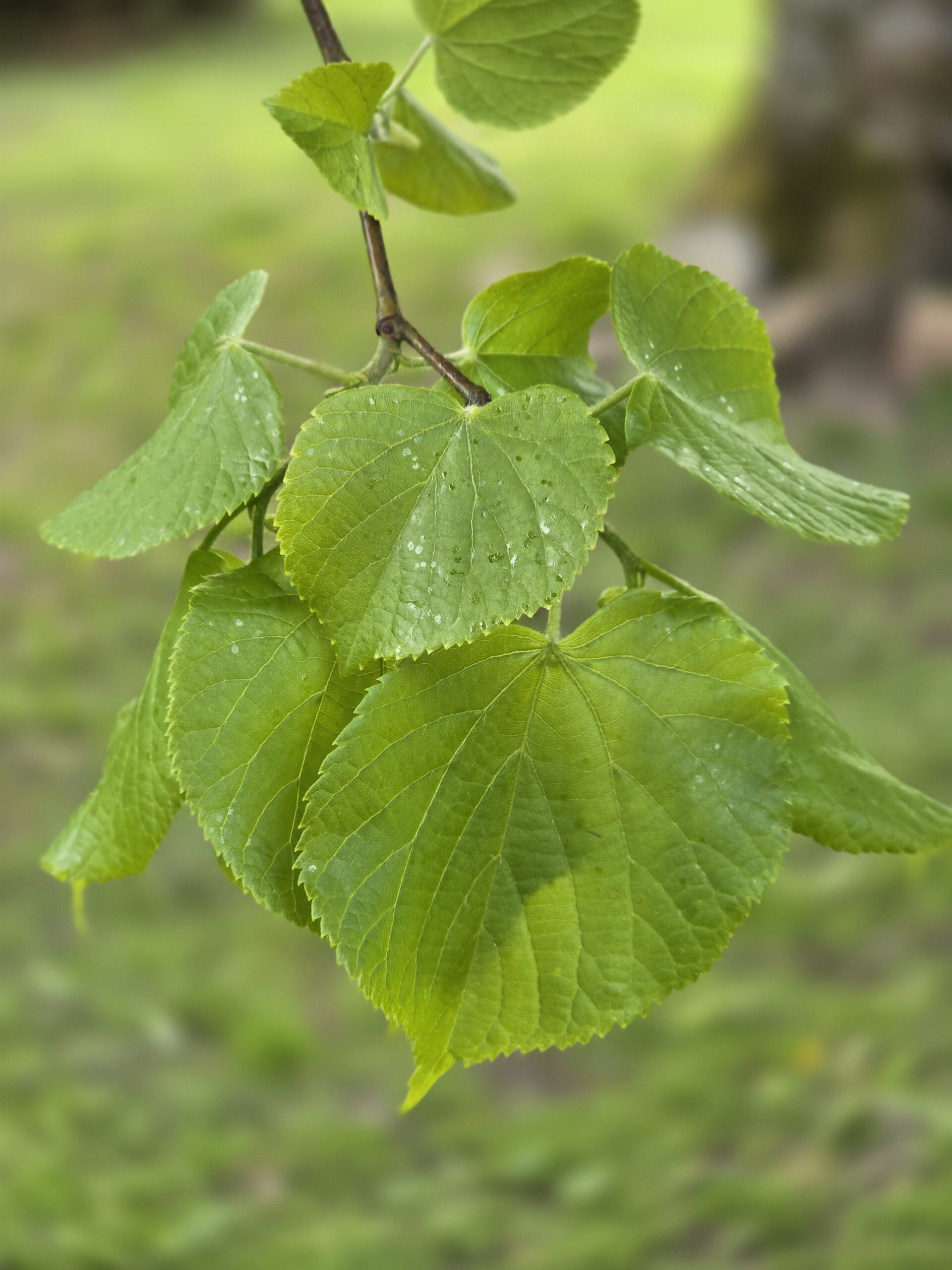 Lind - Natur i Sverige
