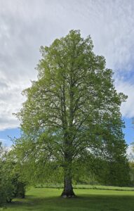 Lind - Natur i Sverige