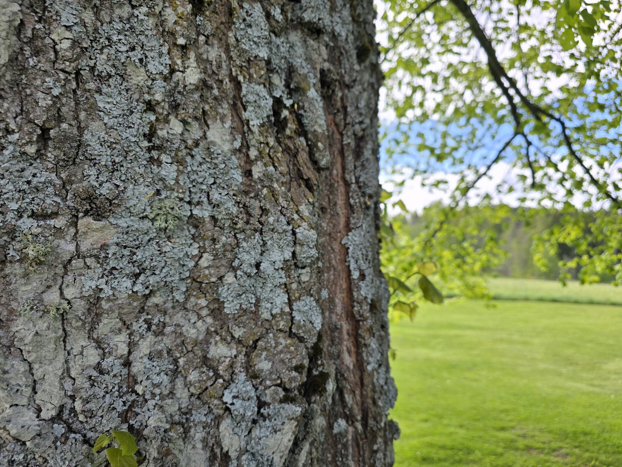 Lind - Natur i Sverige